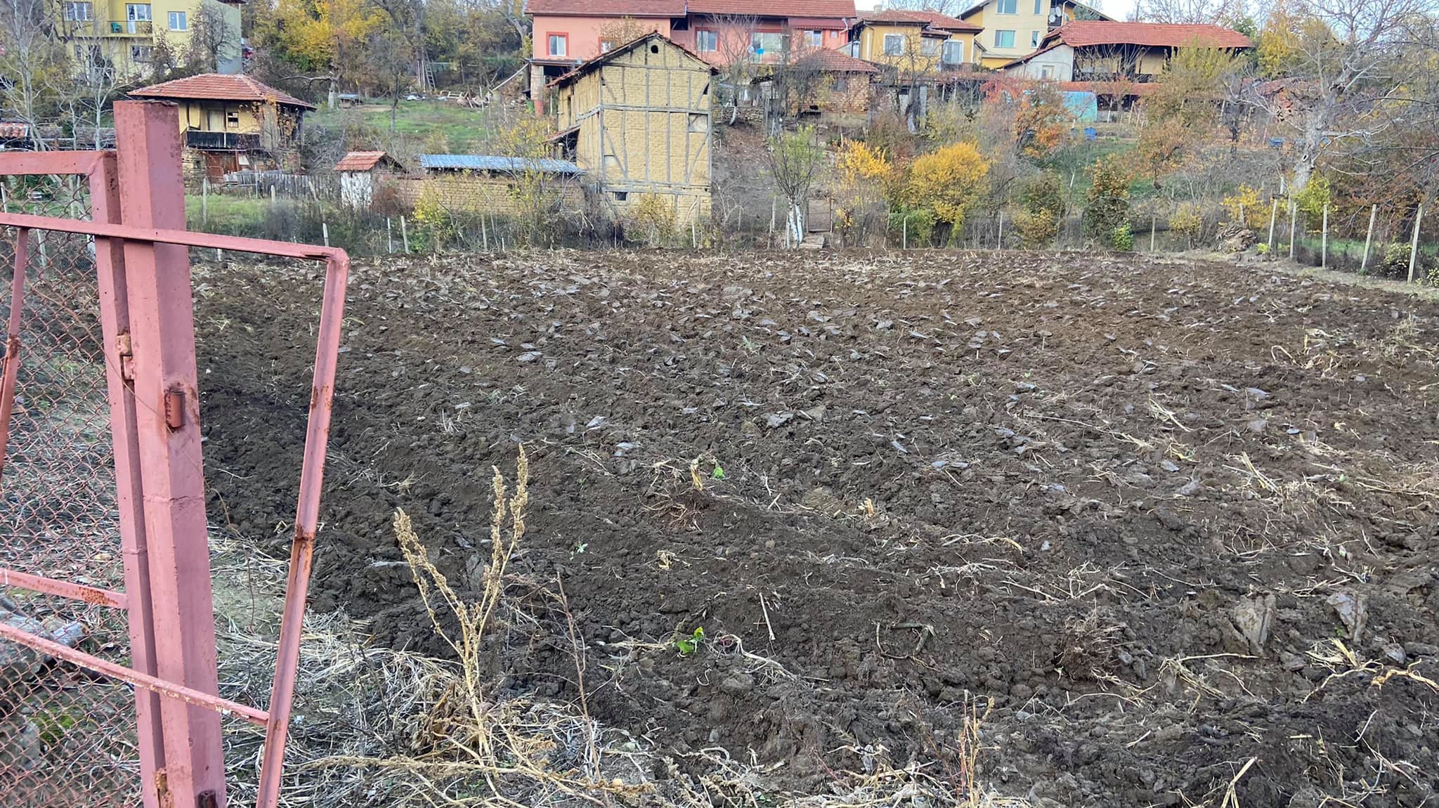 Как се садят картофи: съвети за успешна сеитба и богата реколта ...
